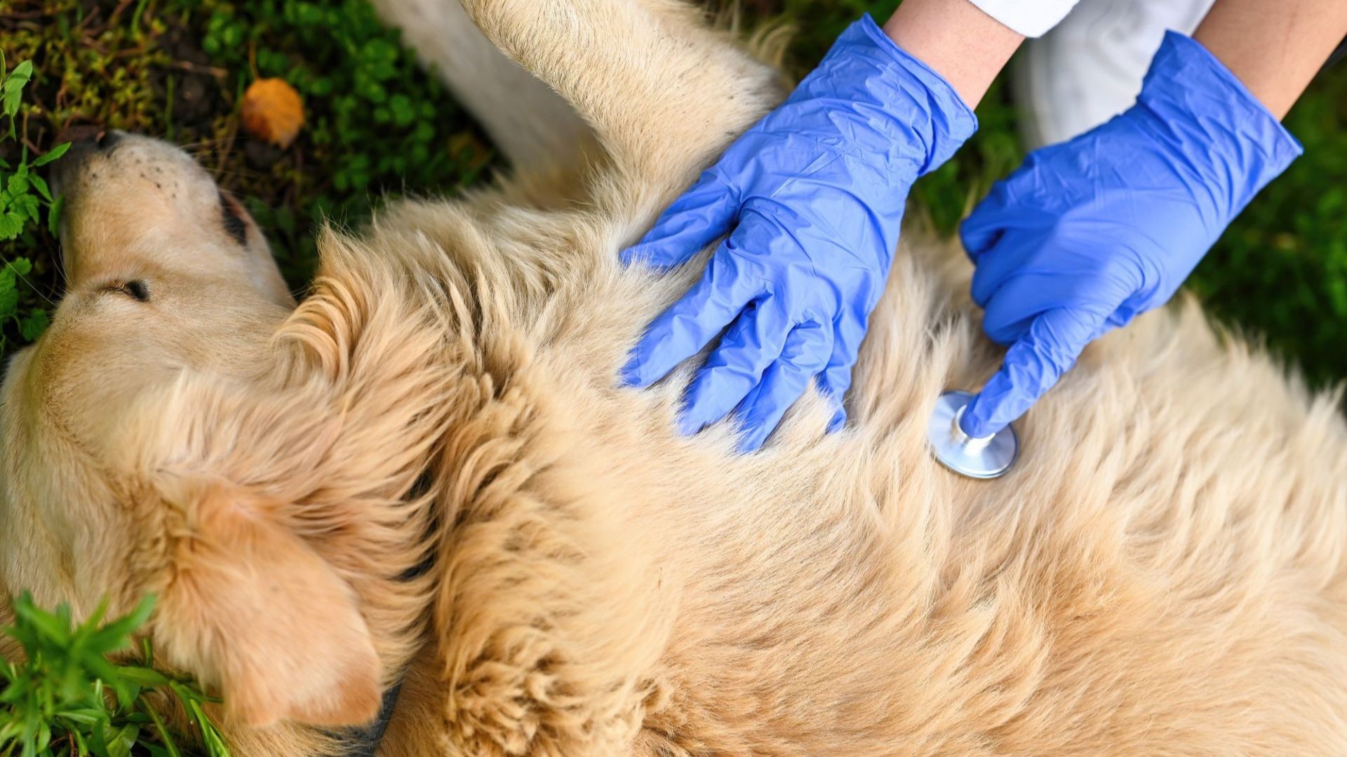 Can Anxiety Cause Heart Murmur In Dogs – Myths And Facts Revealed ...